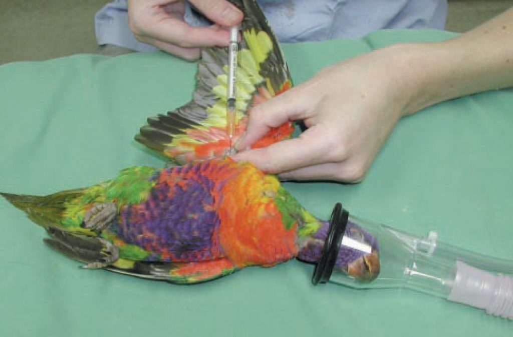 Breathing circuits and zero dead space masks | AAS Darvall